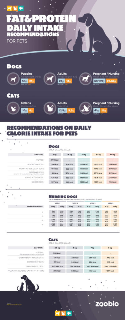 Feeding recommendation for pets | Infographics Race