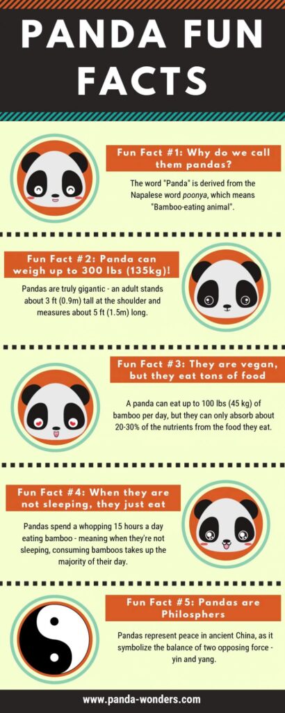 Giant Panda Fun Facts | Infographics Race